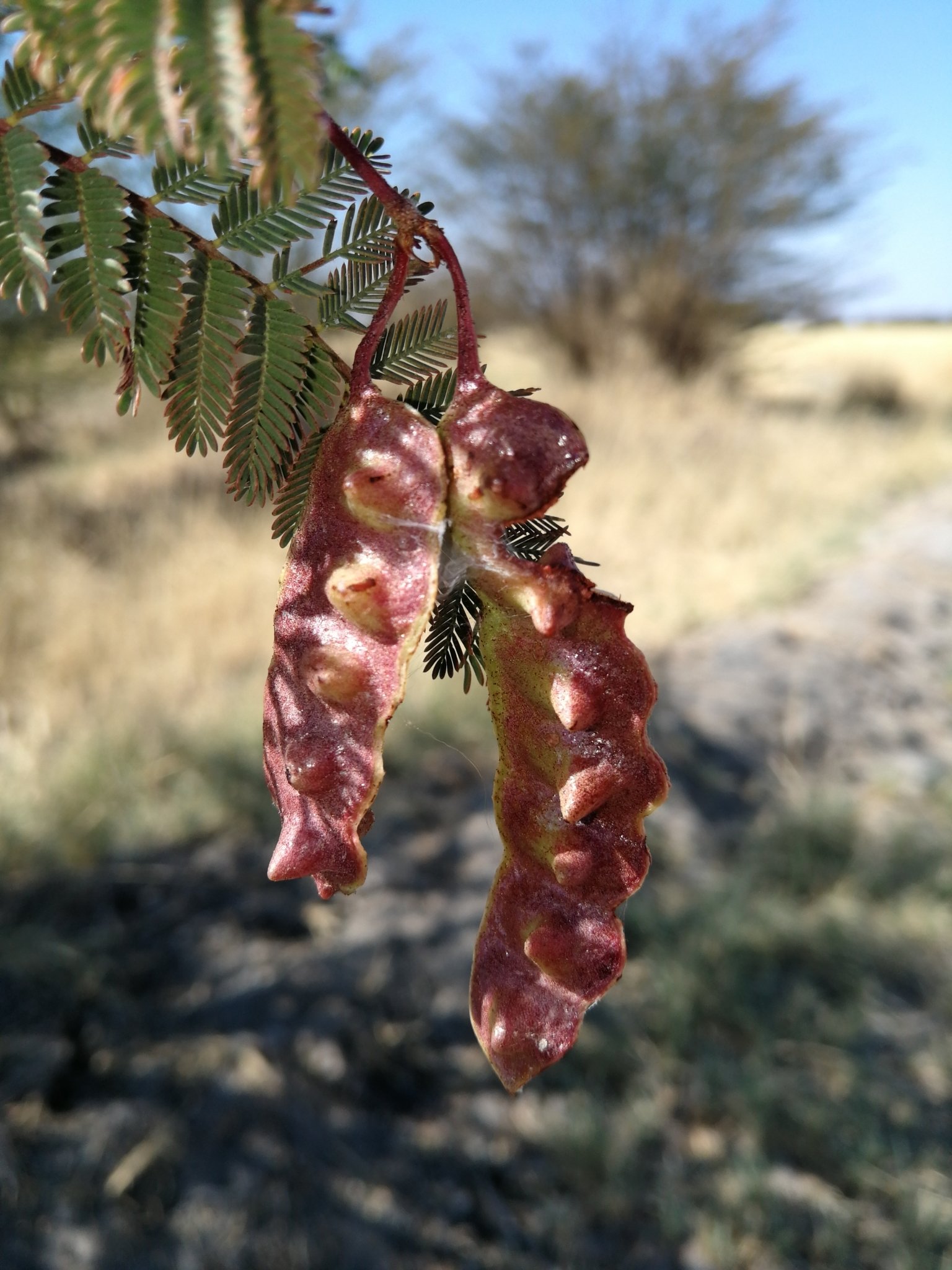 Dry-Land Tree Species – Seedbombs Tanzania
